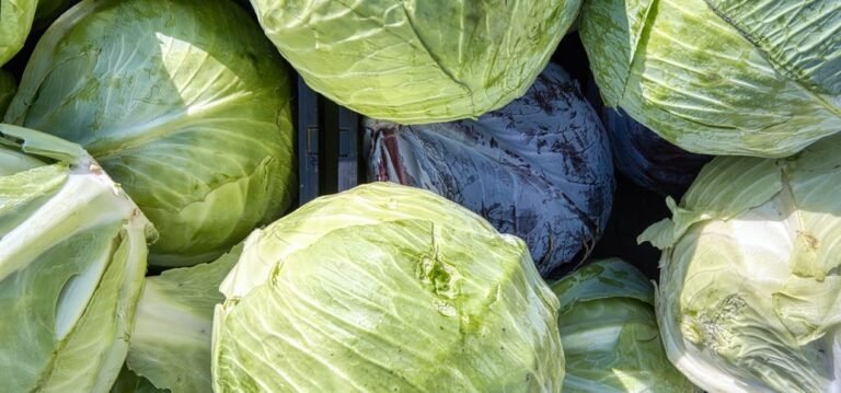 Sve prednosti kupusa - vitamini i ostale primene - Sepetka